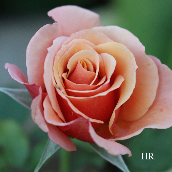 Gardening: Preparing Roses for Winter - Hope Reflected Gardening: Preparing Roses for Winter - Hope Reflected
