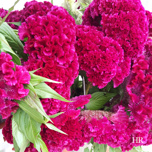 Gardening: How to Grow Cockscomb - Hope Reflected