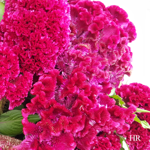 Gardening: How to Grow Cockscomb - Hope Reflected