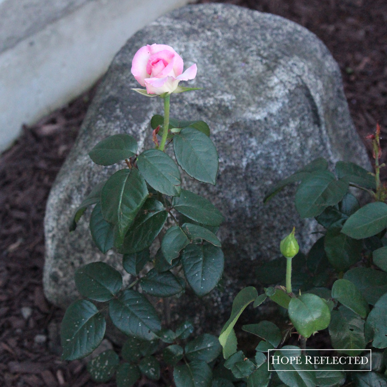 Roses: Rosa Hybrid Pink Promise Tea Rose - Hope Reflected